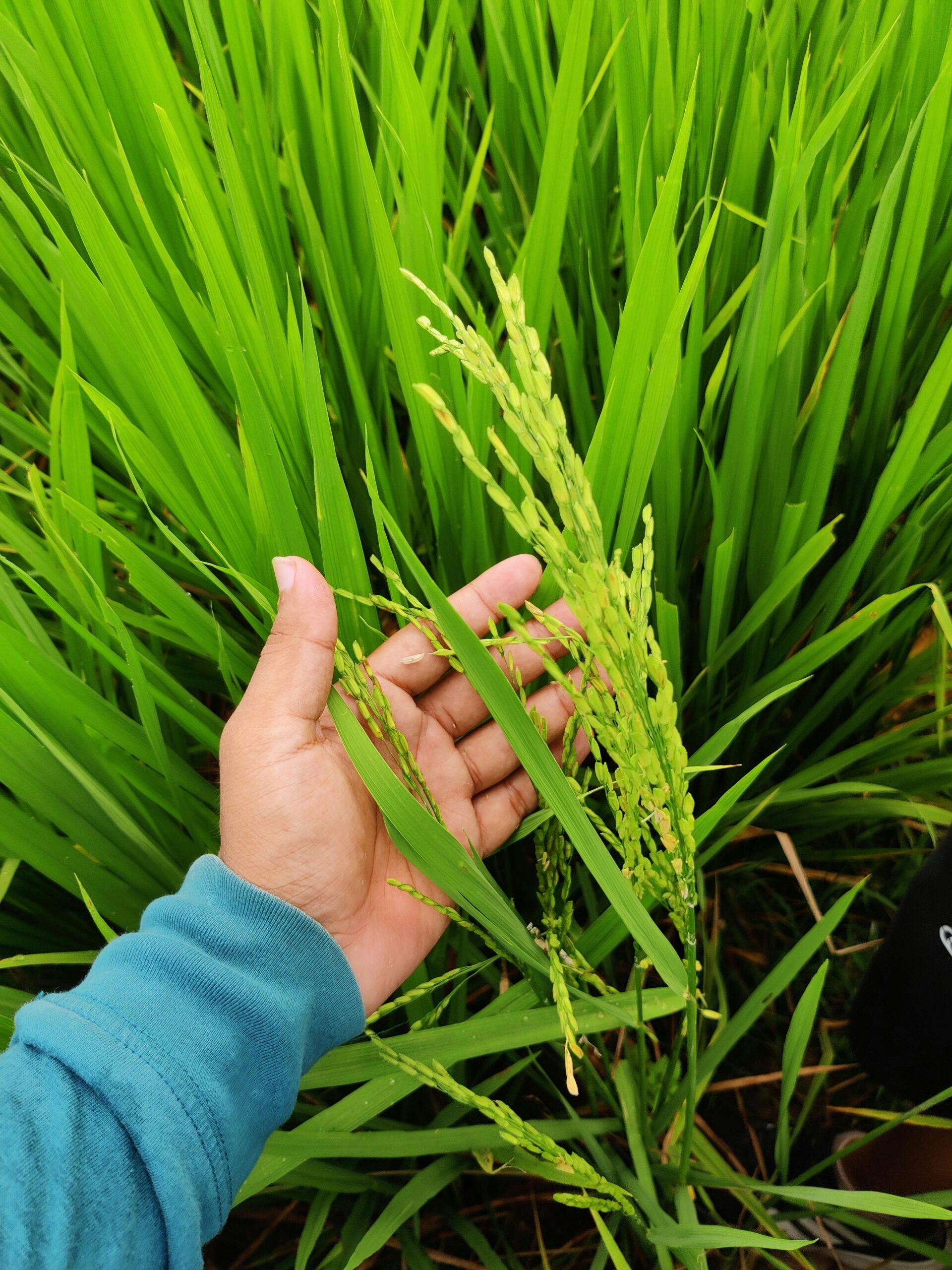 PADDY VARIETIES